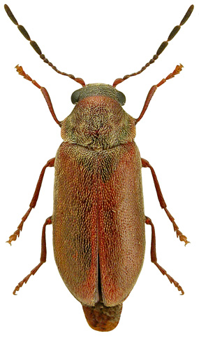 Ernobius abietis | UK Beetle Recording